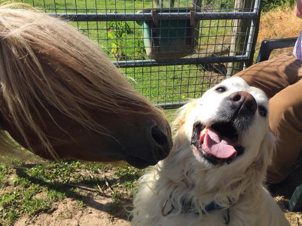 House Sitting Ireland - TrustedHousesitters.com